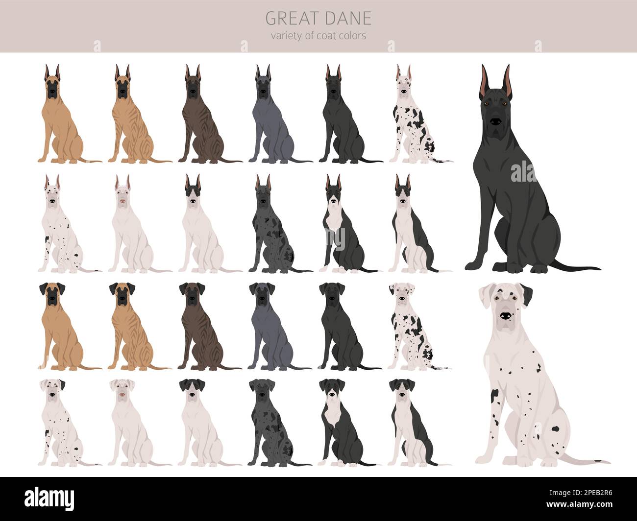 Great Dane clipart. Different poses, coat colors set. Vector ...