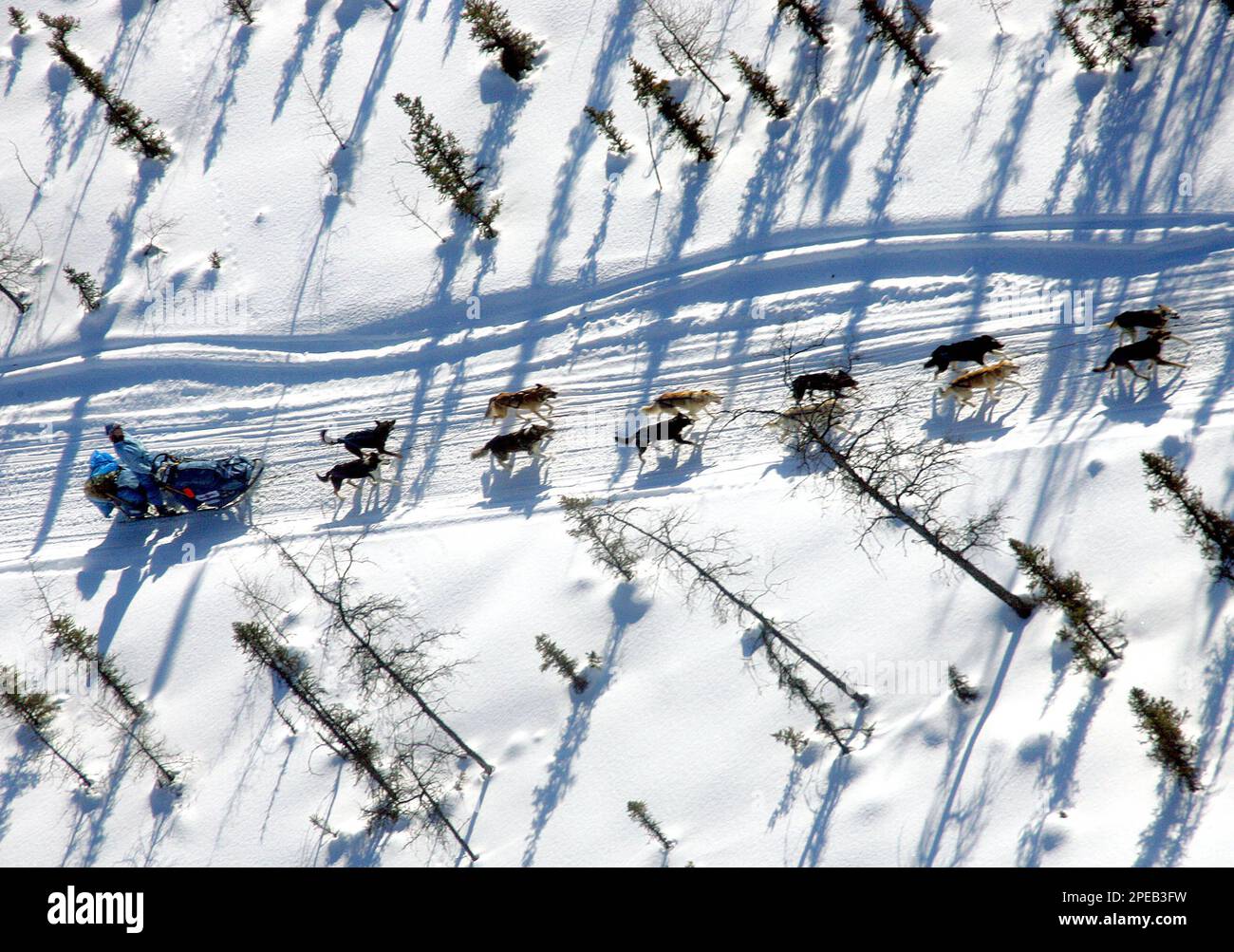 Four-time champion Martin Buser drives his team during the Iditarod ...
