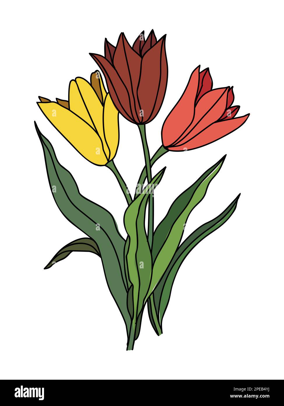 Tulip April birth month flower vector art Stock Vector Image & Art - Alamy