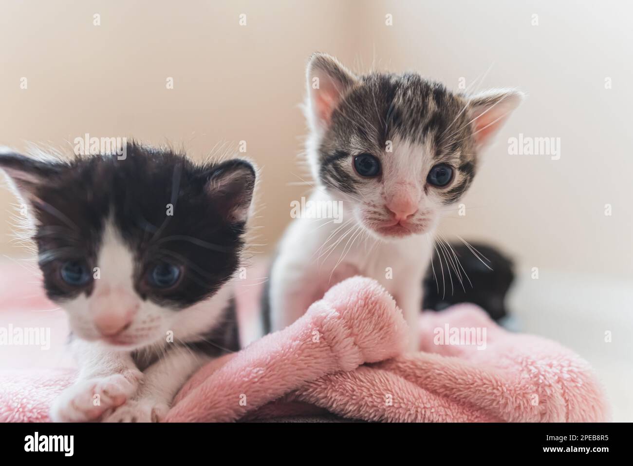 Cat sniffing the camera hi-res stock photography and images - Alamy