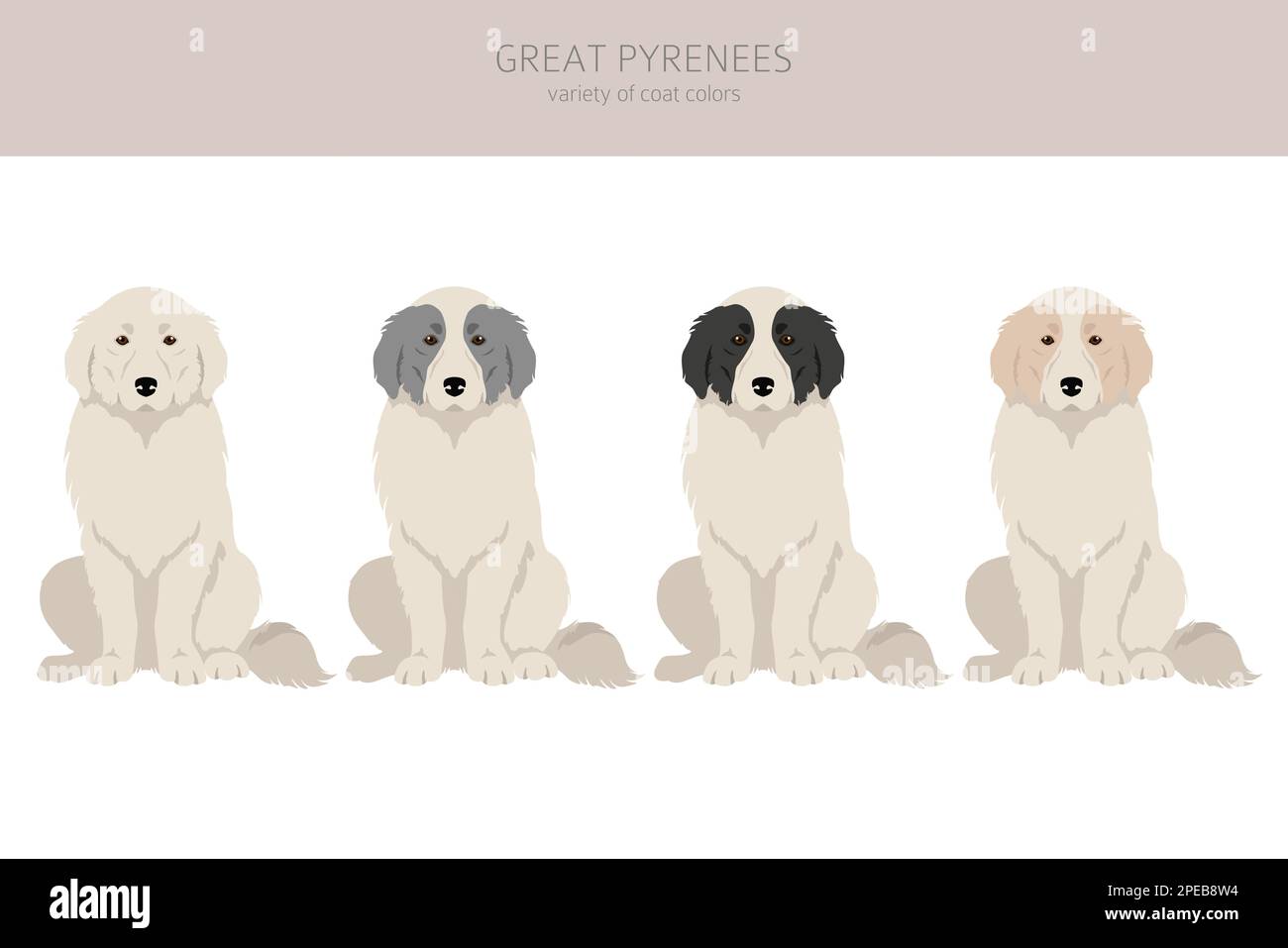 Great Pyrenees clipart. Different poses, coat colors set. Vector ...