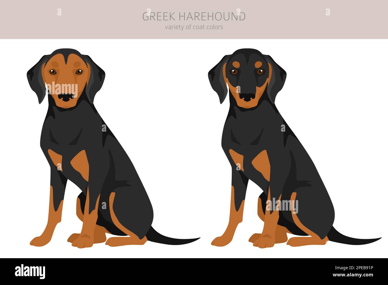 What Does A 1 Month Old Greek Harehound Puppy Like To Eat