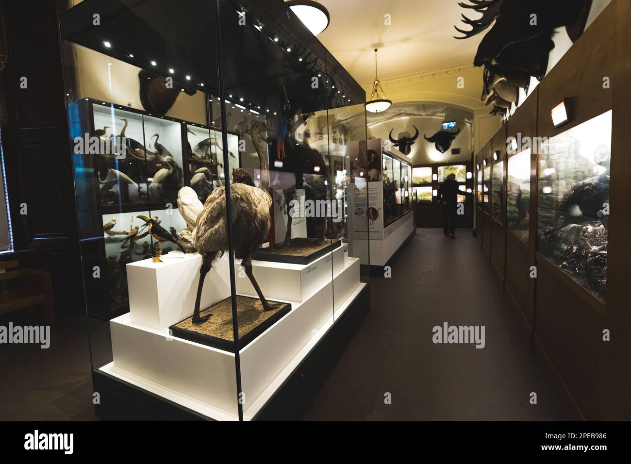 a room full of stuffed animals behind the glass in Nottingham Natural ...