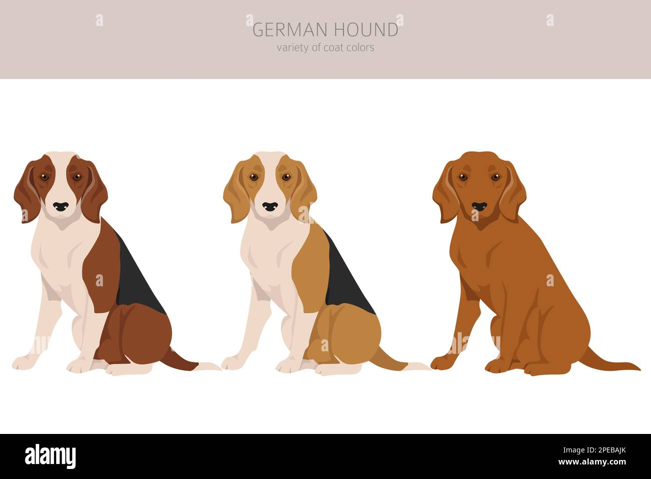 German Hound clipart. Different coat colors set. Vector illustration ...