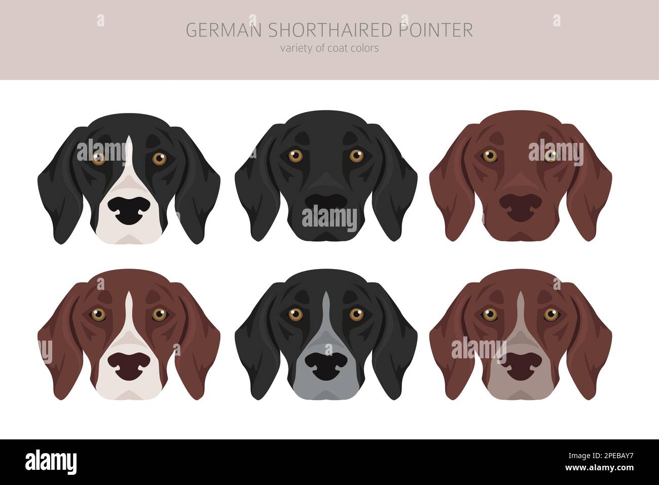 German shorthaired pointer clipart. Different poses, coat colors set ...