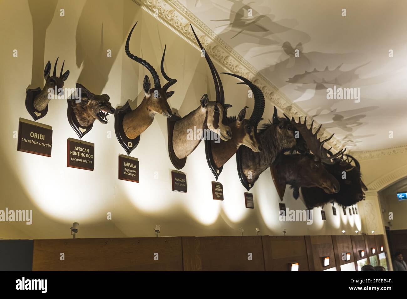 mounted heads of different animals in Wollaton Hall Museum, England, UK ...