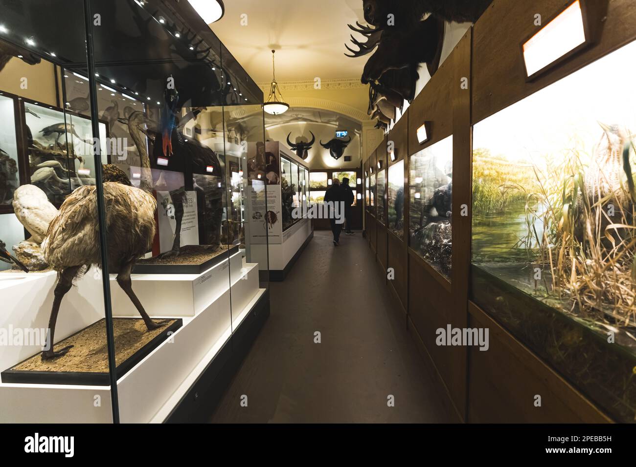 animals' figures exhibited in Wollaton Hall Museum, England, UK, famous ...