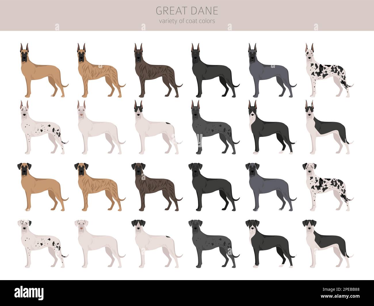 Great Dane clipart. Different poses, coat colors set. Vector ...