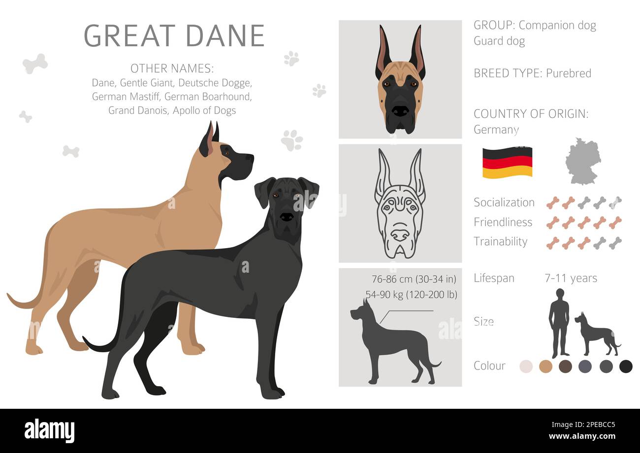 Great Dane clipart. Different poses, coat colors set. Vector ...