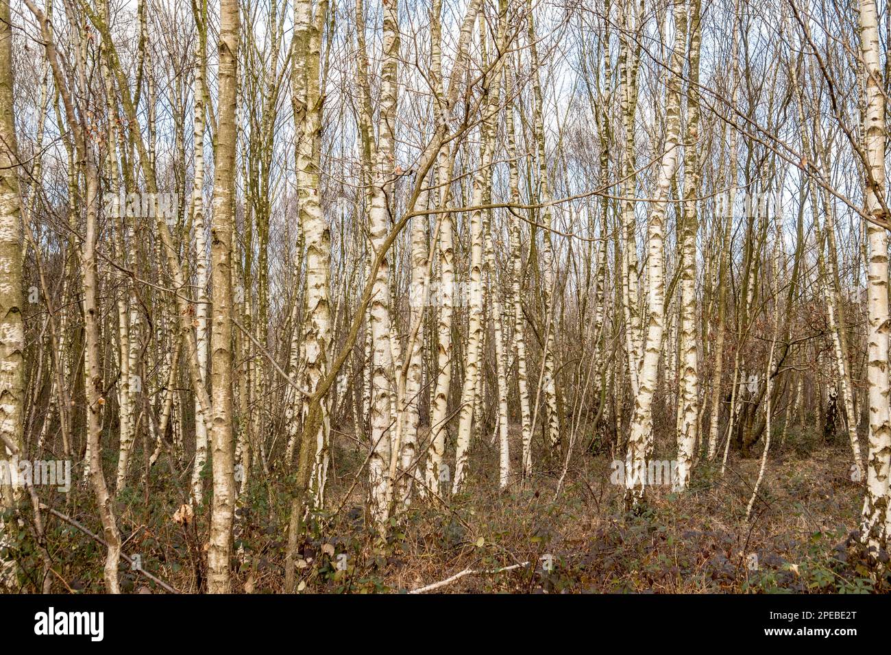 winter birch forests Stock Photo - Alamy