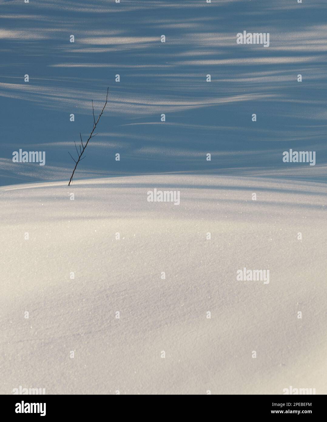 View of a branch on snow with wavy shadows in background with copy ...