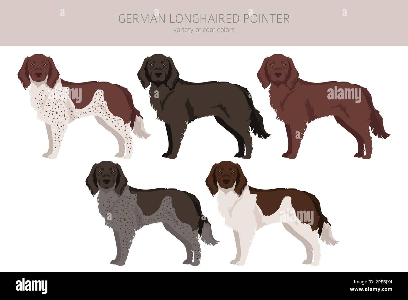 Long Hair Pointer Dogs