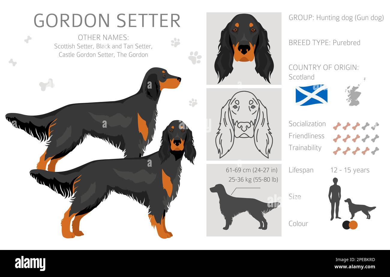 Gordon setter clipart. Different poses, coat colors set. Vector ...