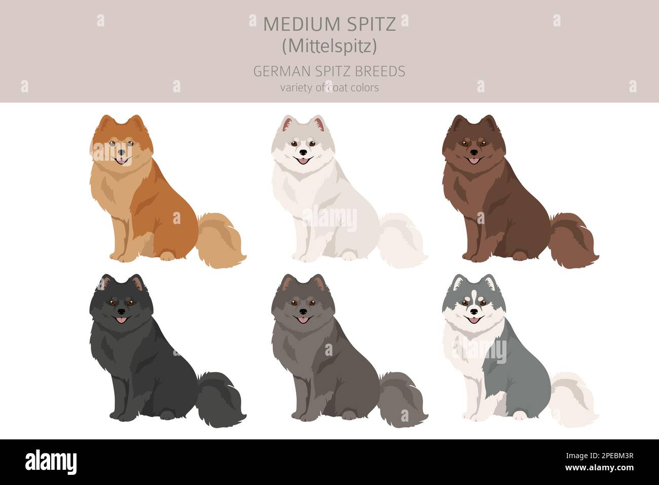 German spitz, Medium spitz clipart. Different poses, coat colors set ...
