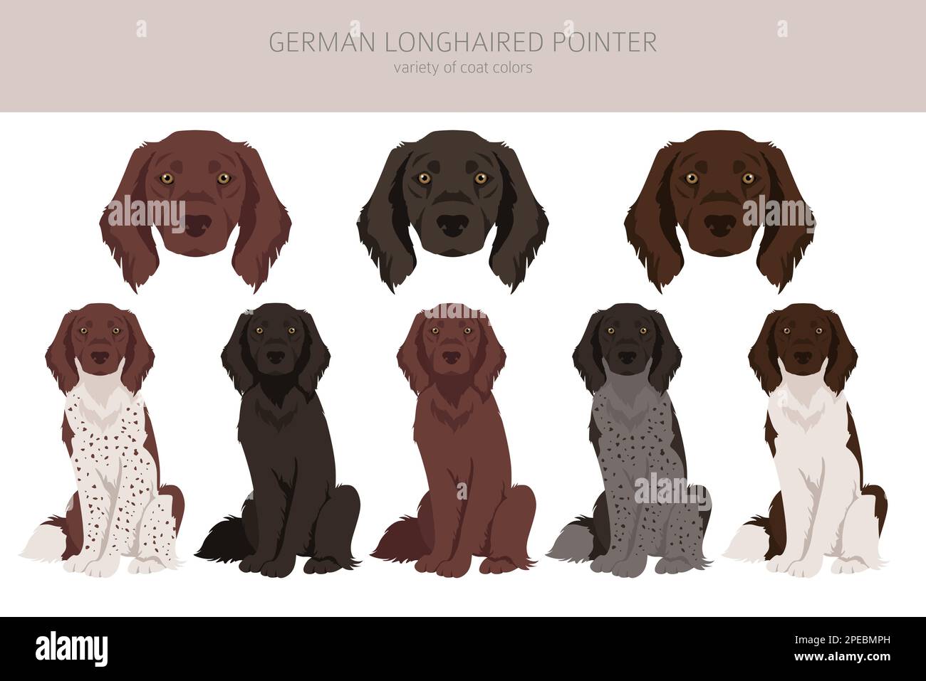 German longhaired pointer clipart. Different poses, coat colors set ...