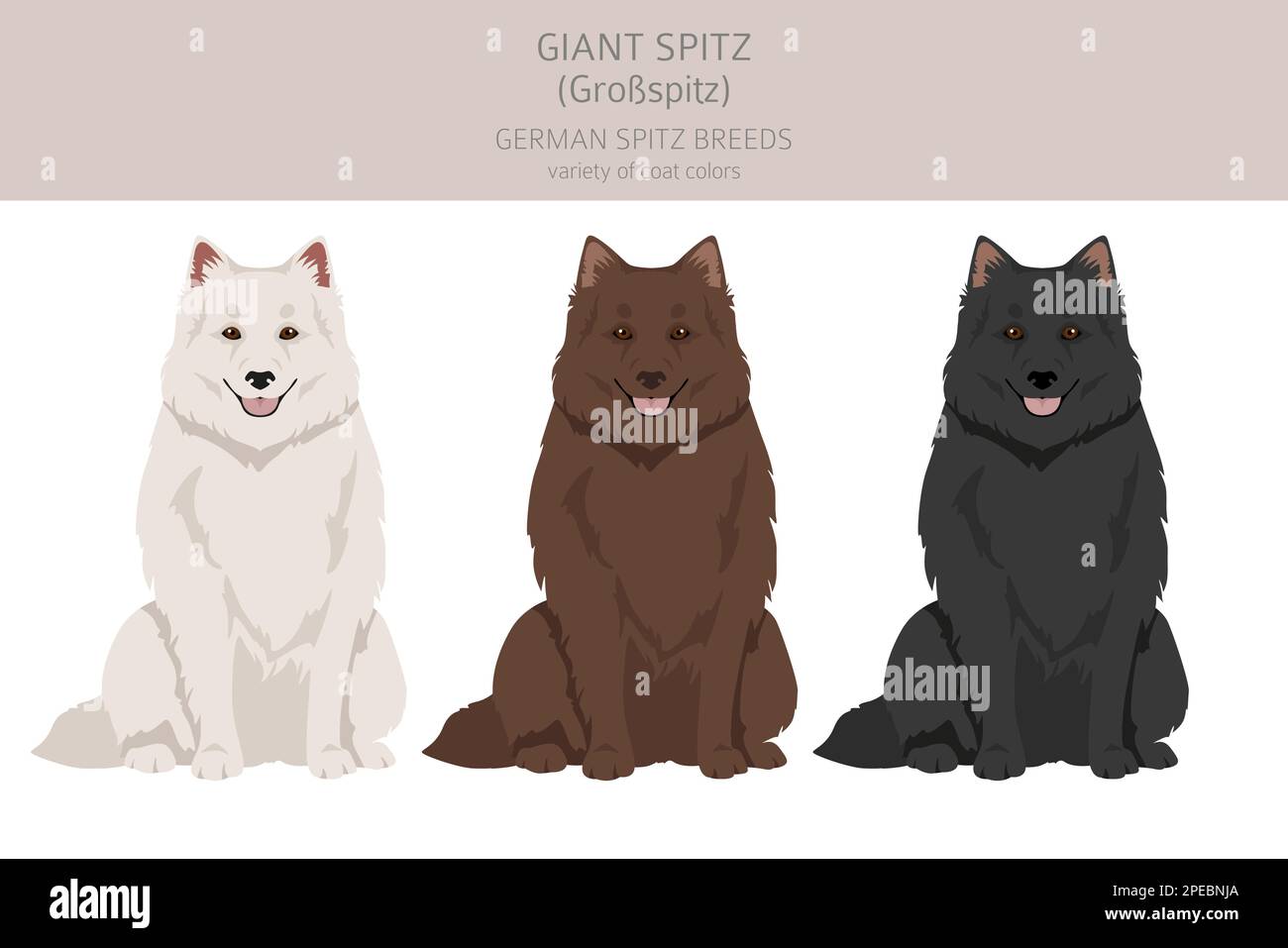 German spitz, Giant spitz clipart. Different poses, coat colors set ...