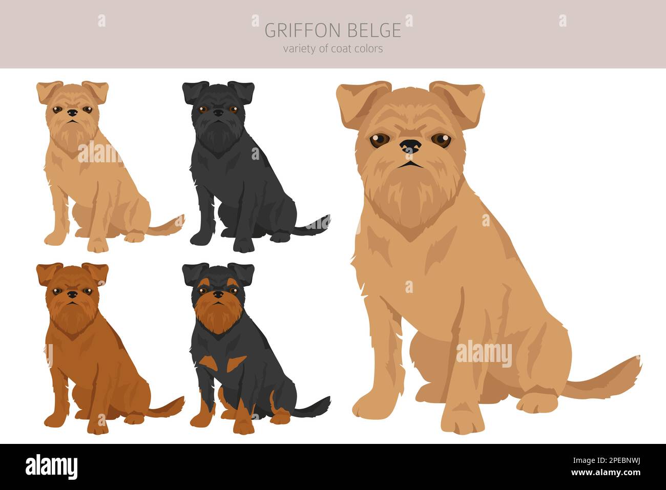 Griffon Belge clipart. Different poses, coat colors set. Vector ...
