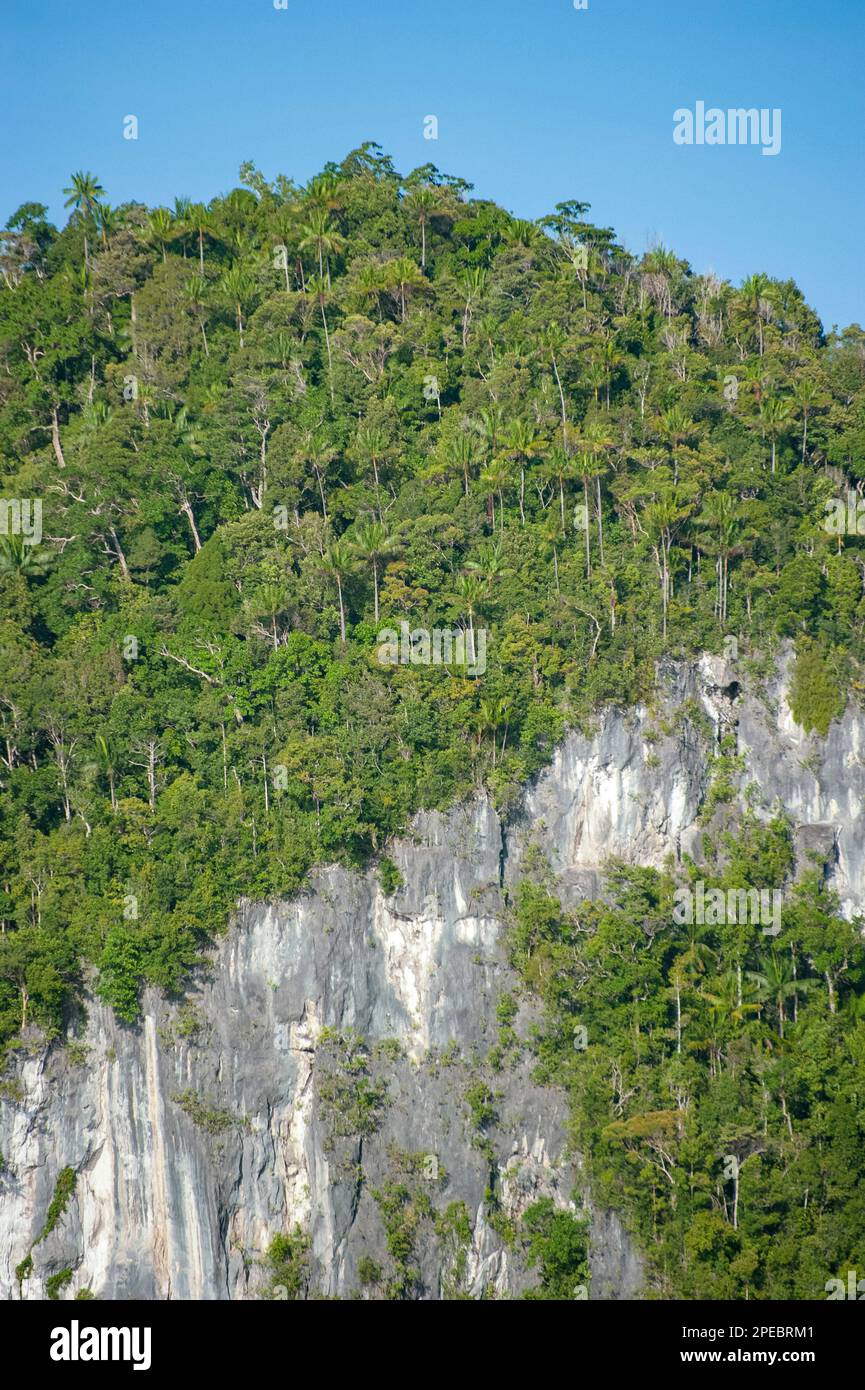 Rainforest trees with exposed cliff, Raja Ampat, West Papua, Indonesia ...
