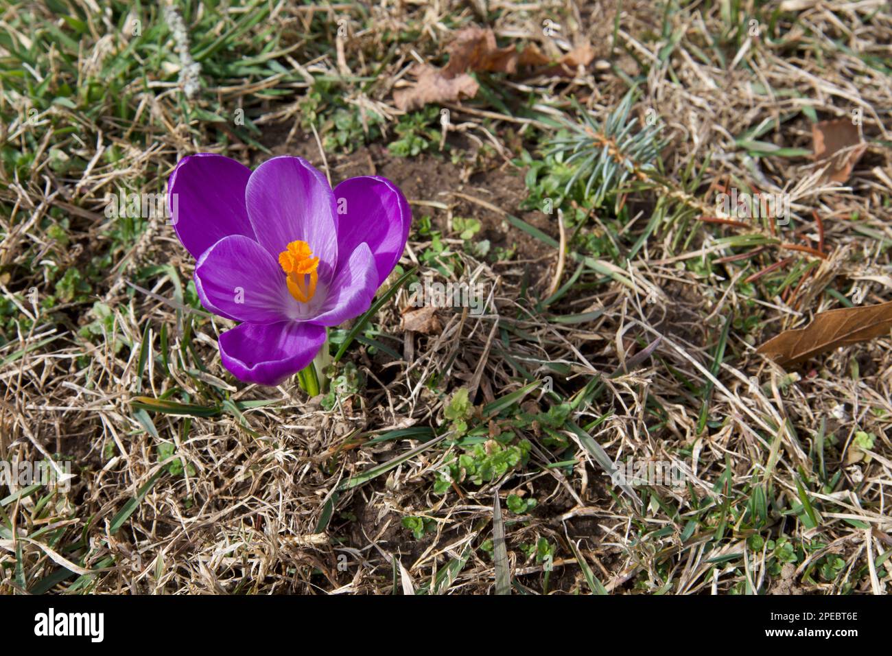 Purple crocus poking out of winter grass. Sign of spring approaching ...