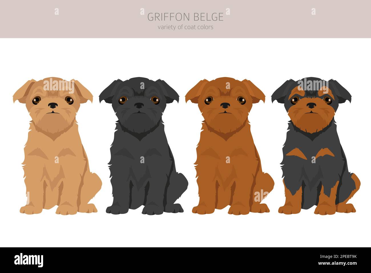 Griffon Belge clipart. Different poses, coat colors set. Vector ...