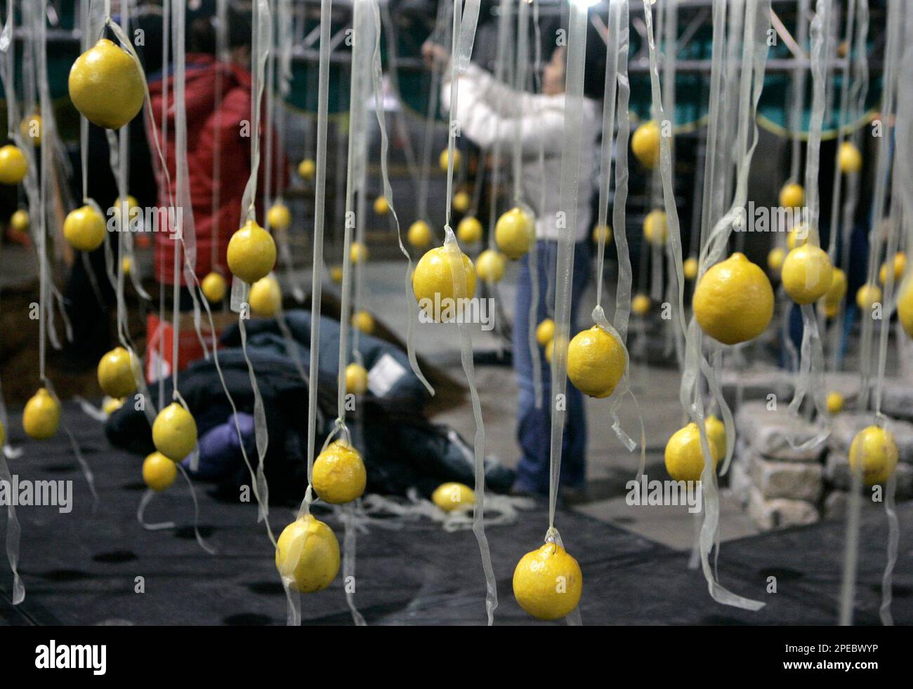 Volunteers hang lemons for a ceiling installation to be placed above an ...