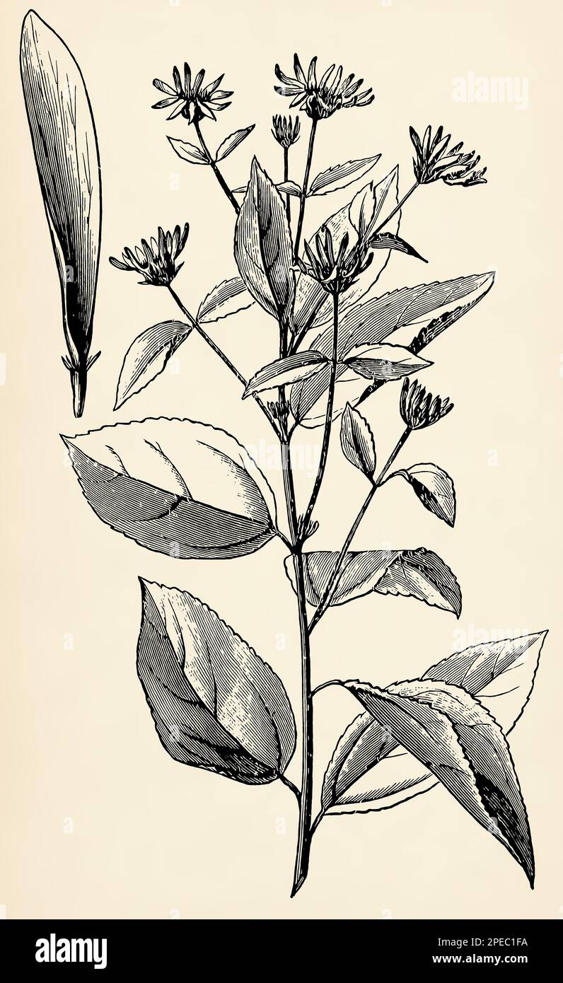 Stem, flowers and fruits of Jerusalem artichoke. Antique stylized ...