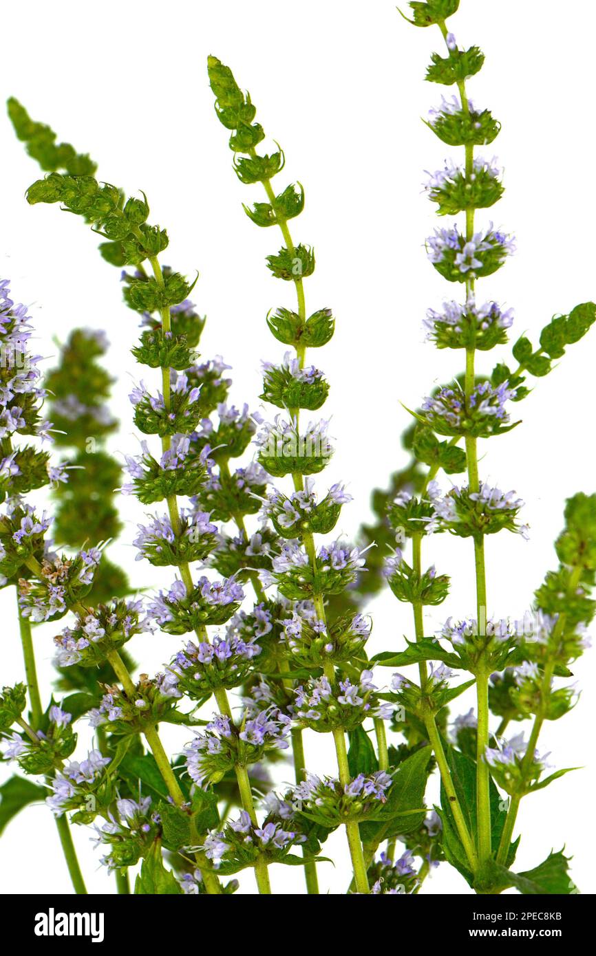 Mint flowers isolated on white background. Mentha longifolia blooming ...