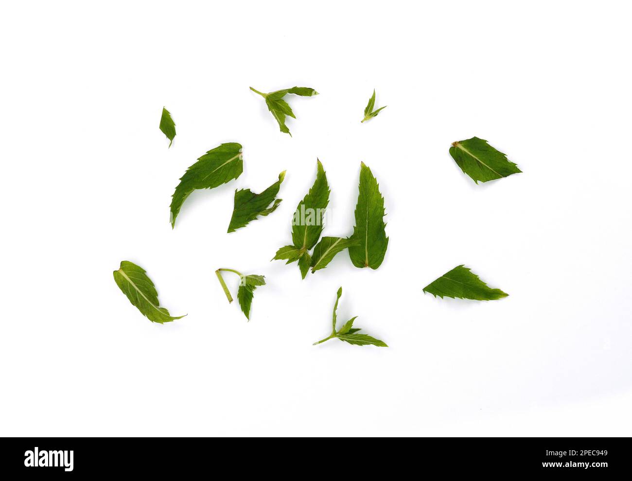Chopped Fresh Mint Leaves on white. Spice chopped Mint. Fresh chopped ...