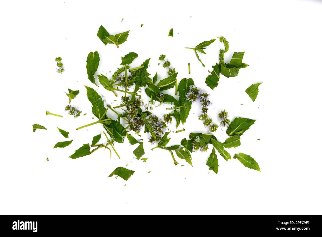 Chopped Fresh Mint Leaves on white. Spice chopped Mint. Fresh chopped ...