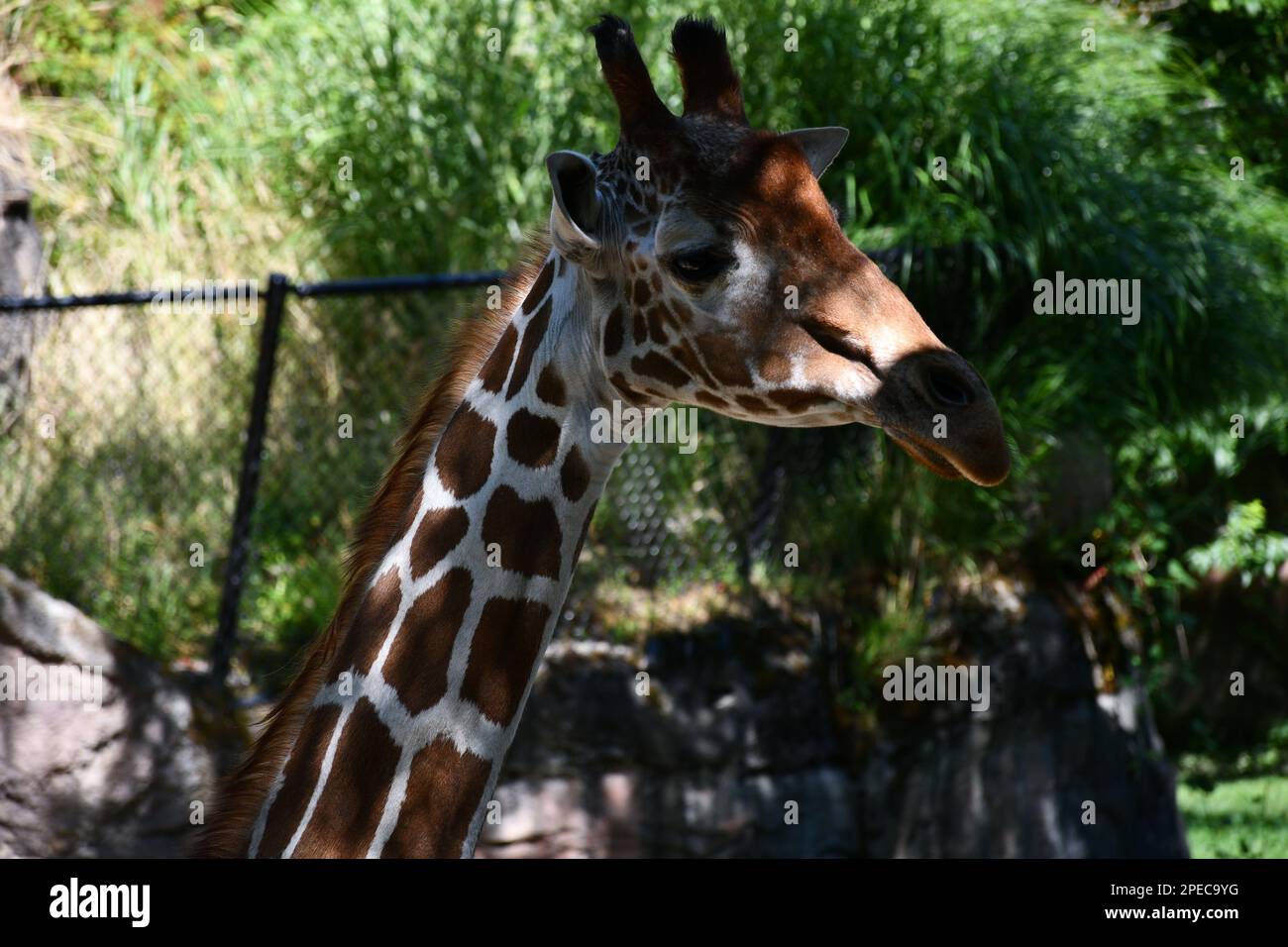 Portland Zoo Photo's Stock Photo - Alamy