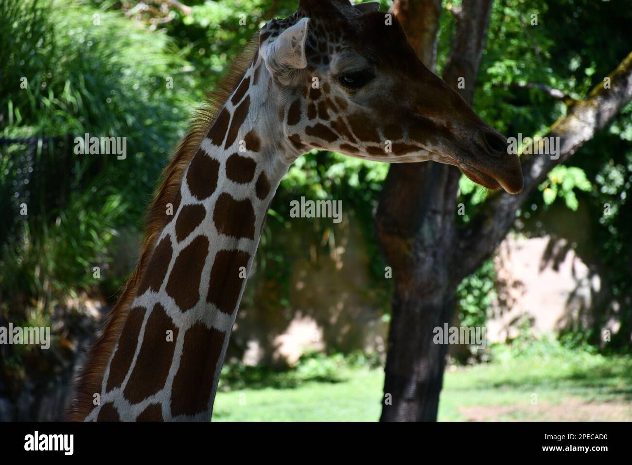 Portland Zoo Photo's Stock Photo - Alamy