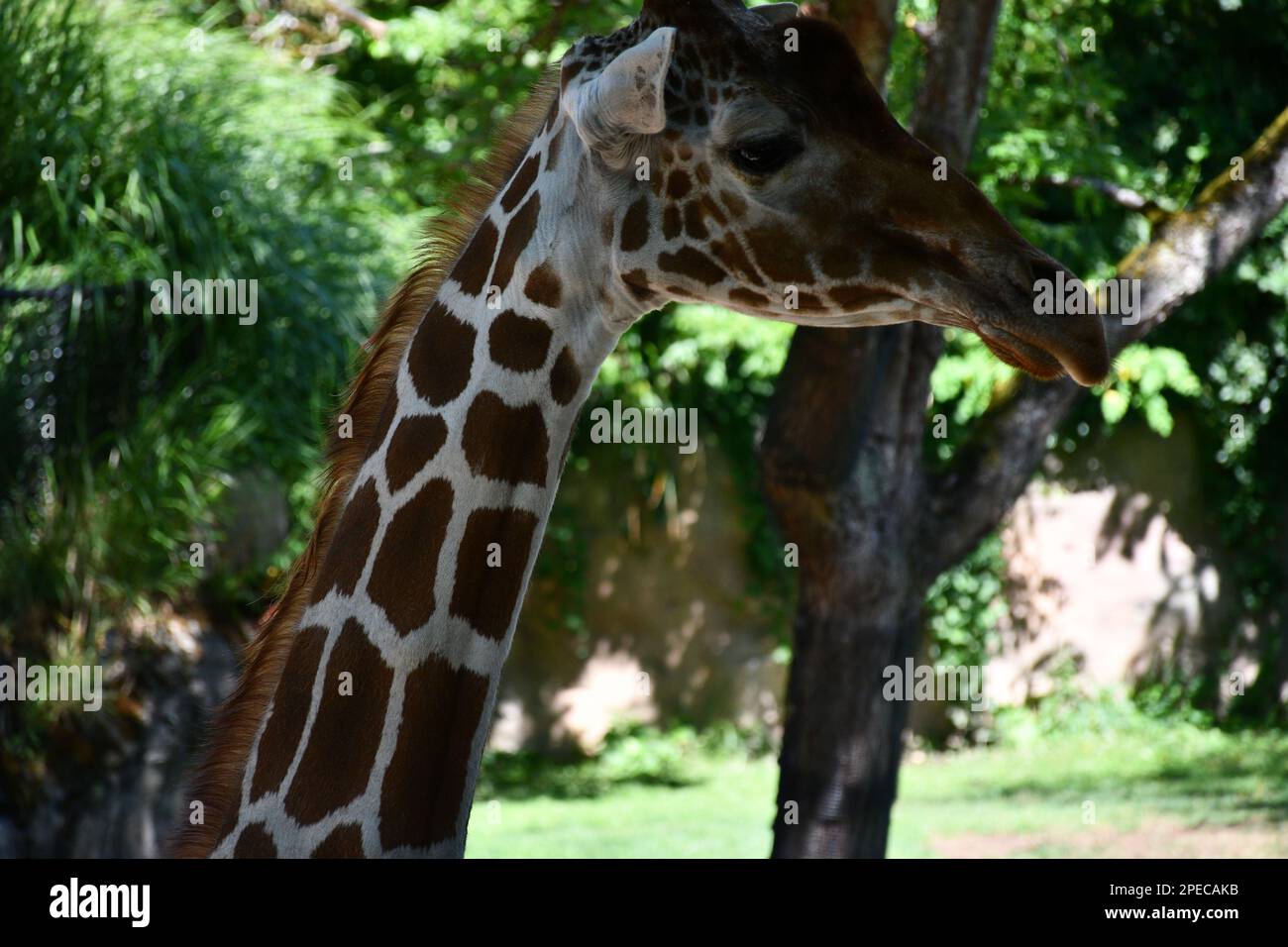 Portland Zoo Photo's Stock Photo - Alamy