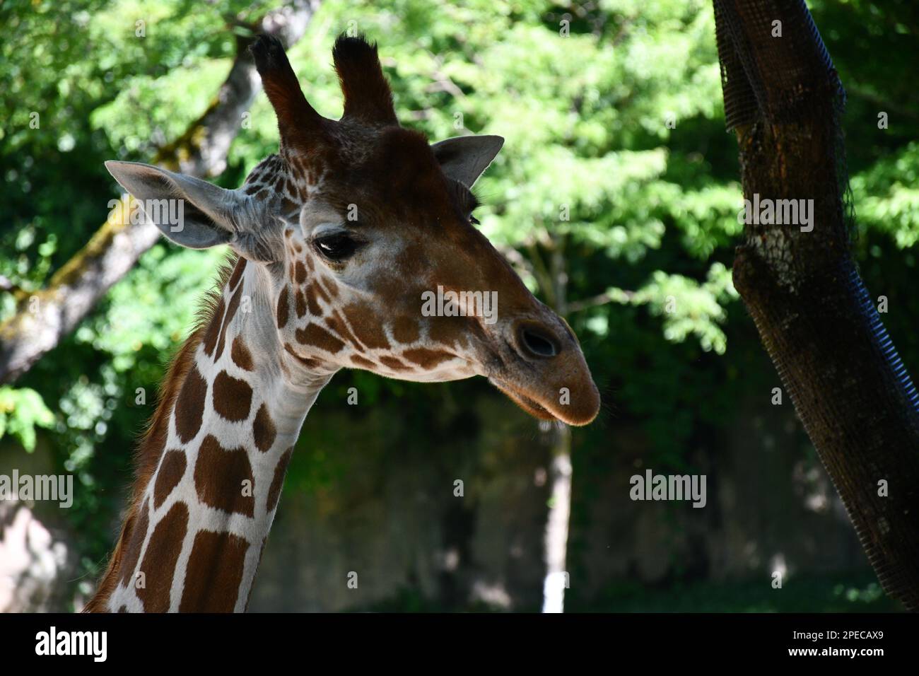 Portland Zoo Photo's Stock Photo - Alamy