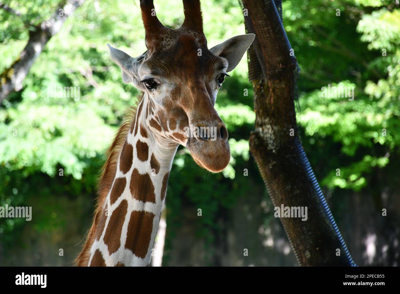 Portland Zoo Photo's Stock Photo - Alamy