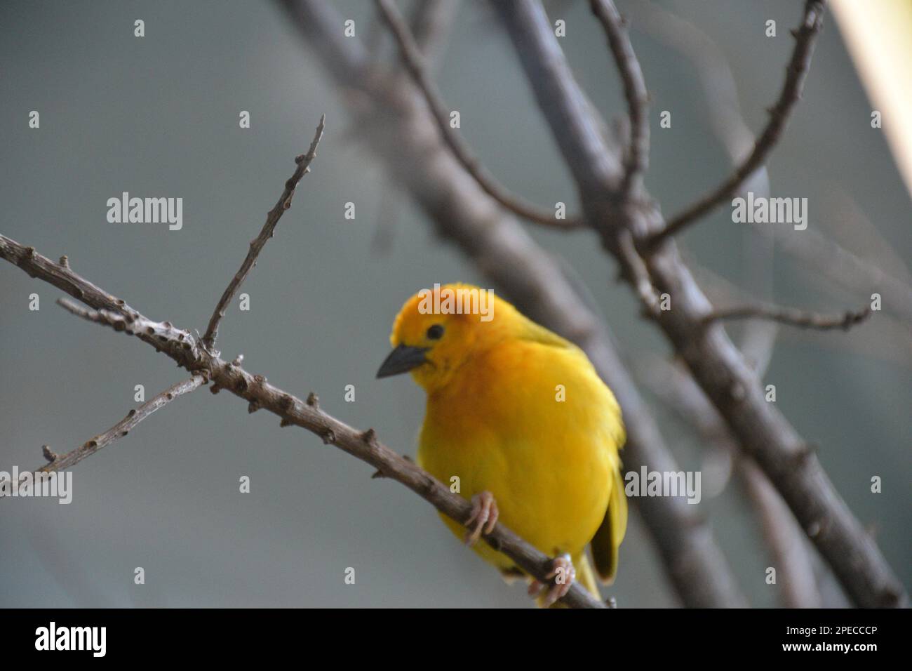 Portland Zoo Photo's Stock Photo - Alamy
