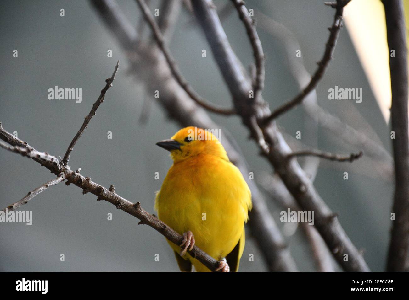 Portland Zoo Photo's Stock Photo - Alamy