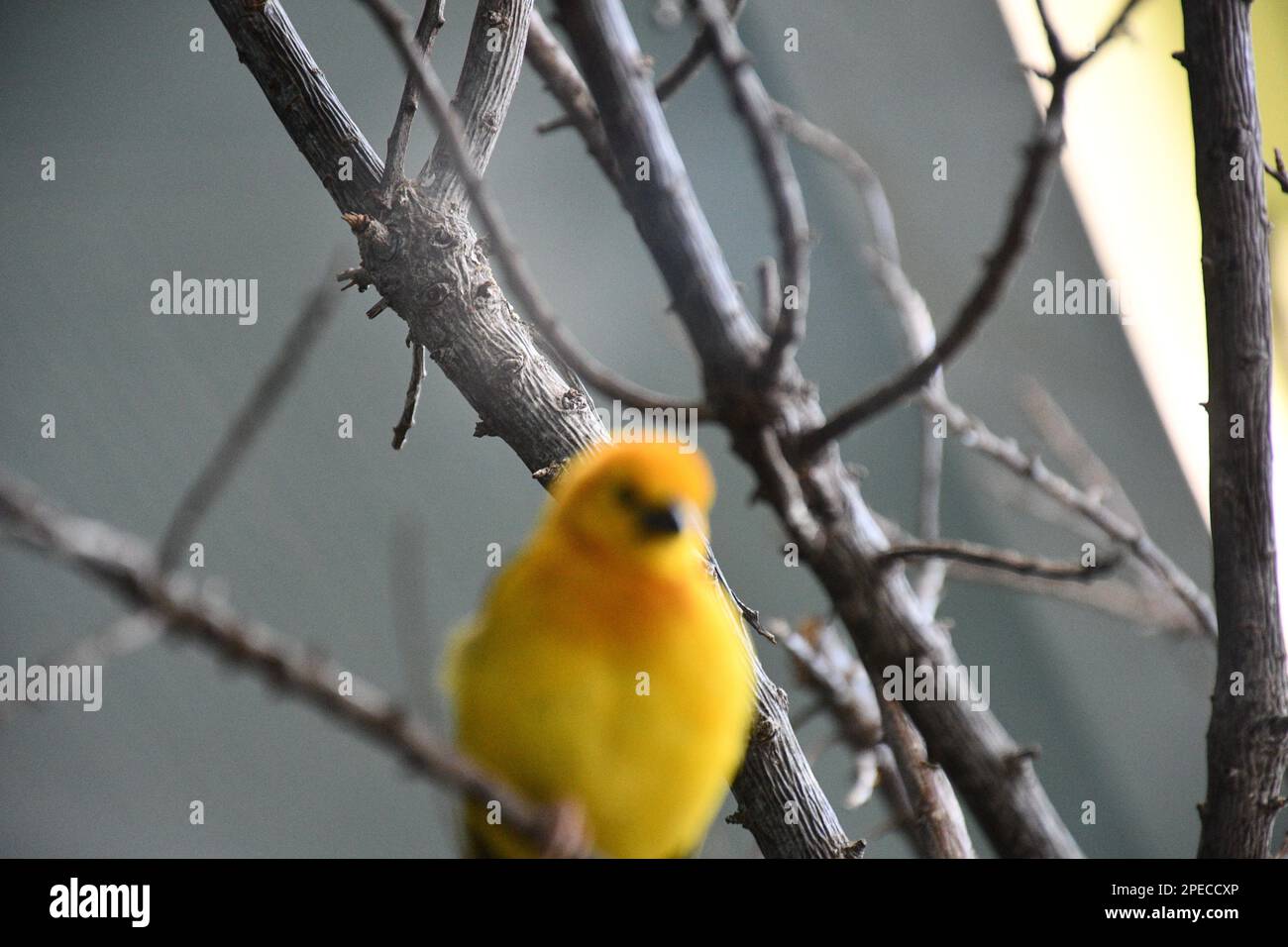 Portland Zoo Photo's Stock Photo - Alamy