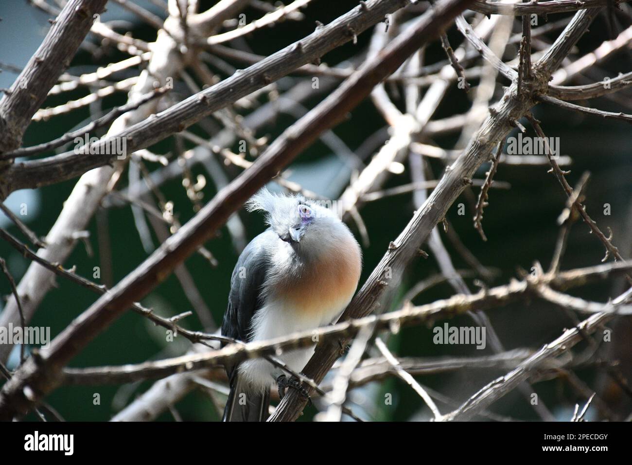 Portland Zoo Photo's Stock Photo - Alamy