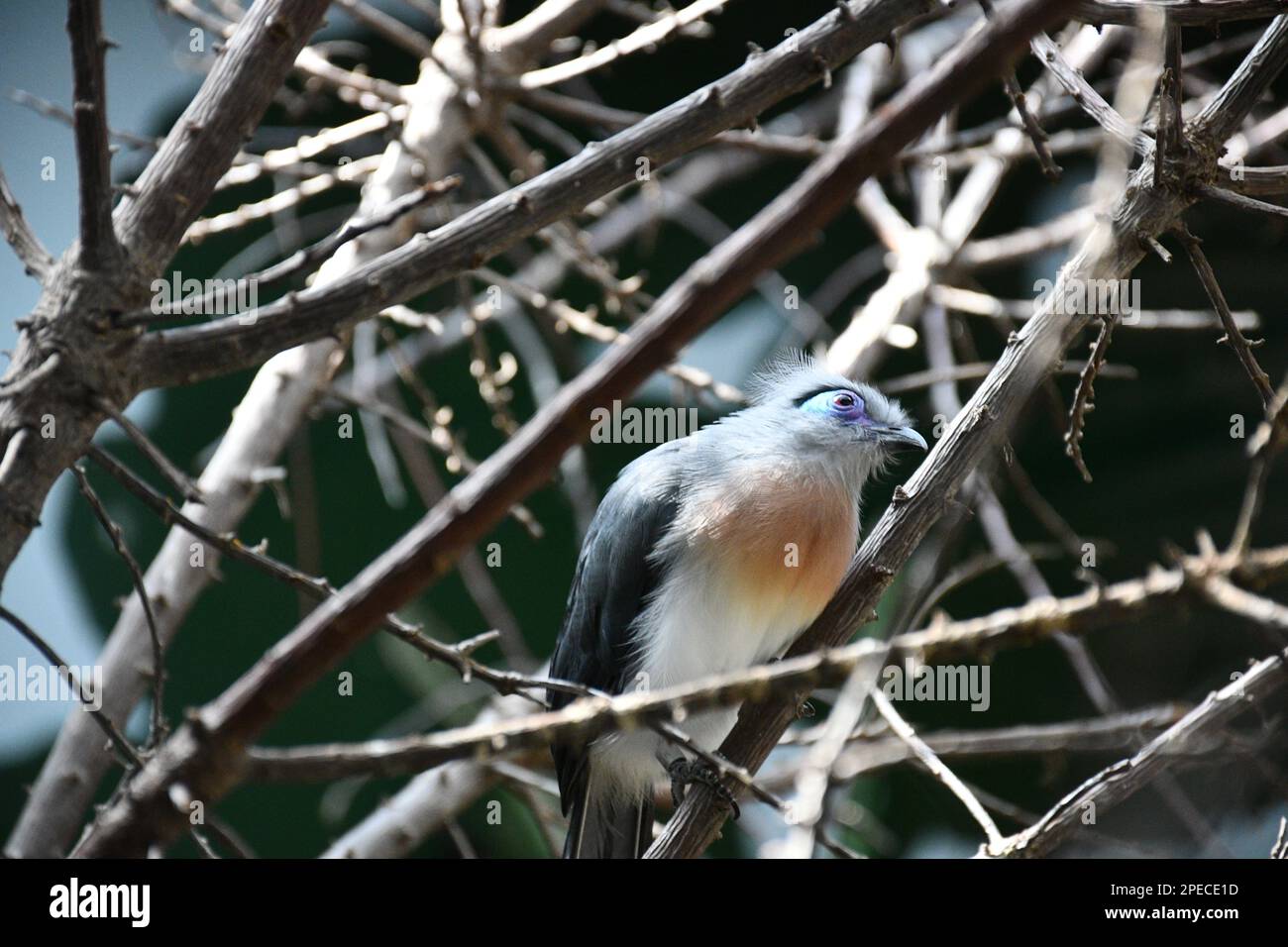 Portland Zoo Photo's Stock Photo - Alamy
