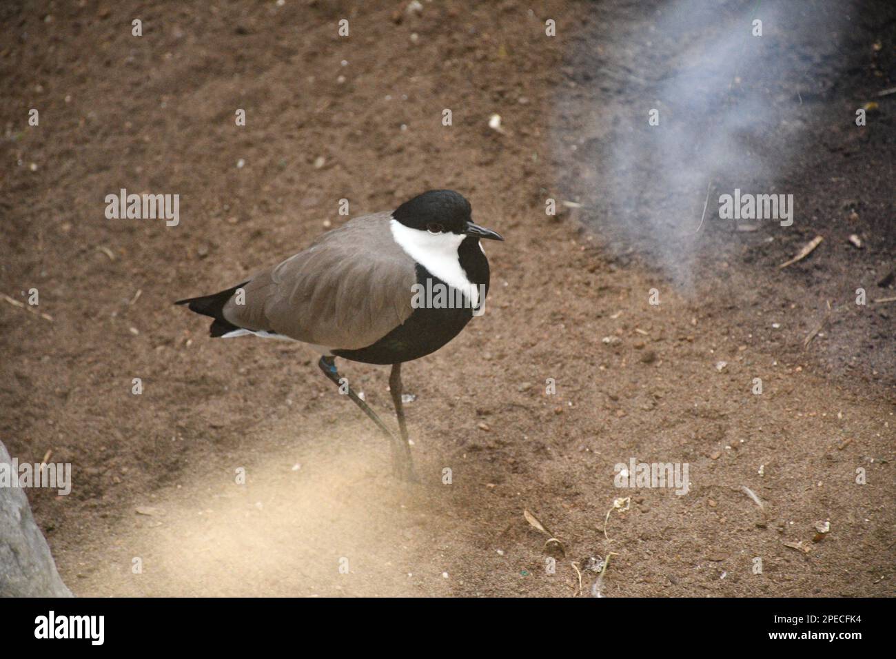 Portland Zoo Photo's Stock Photo - Alamy