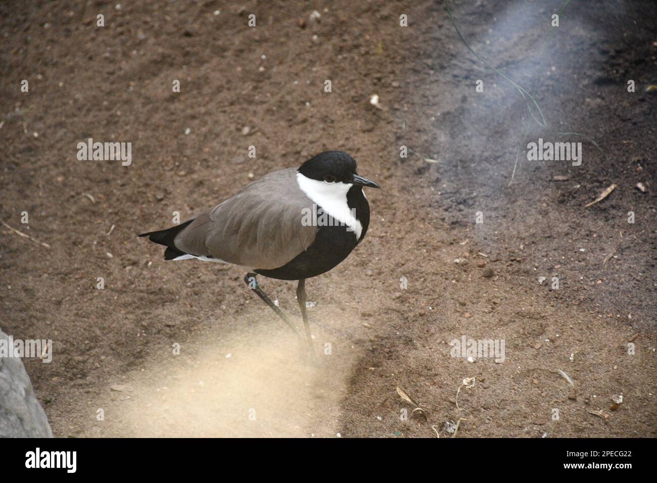 Portland Zoo Photo's Stock Photo - Alamy