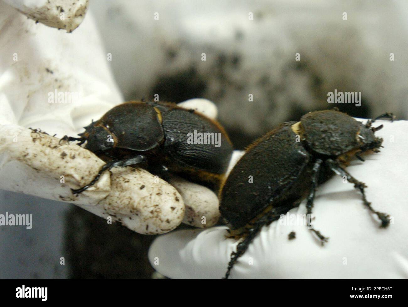 Young Hercules beetles at the lab of German Viasus, Colombia's only ...