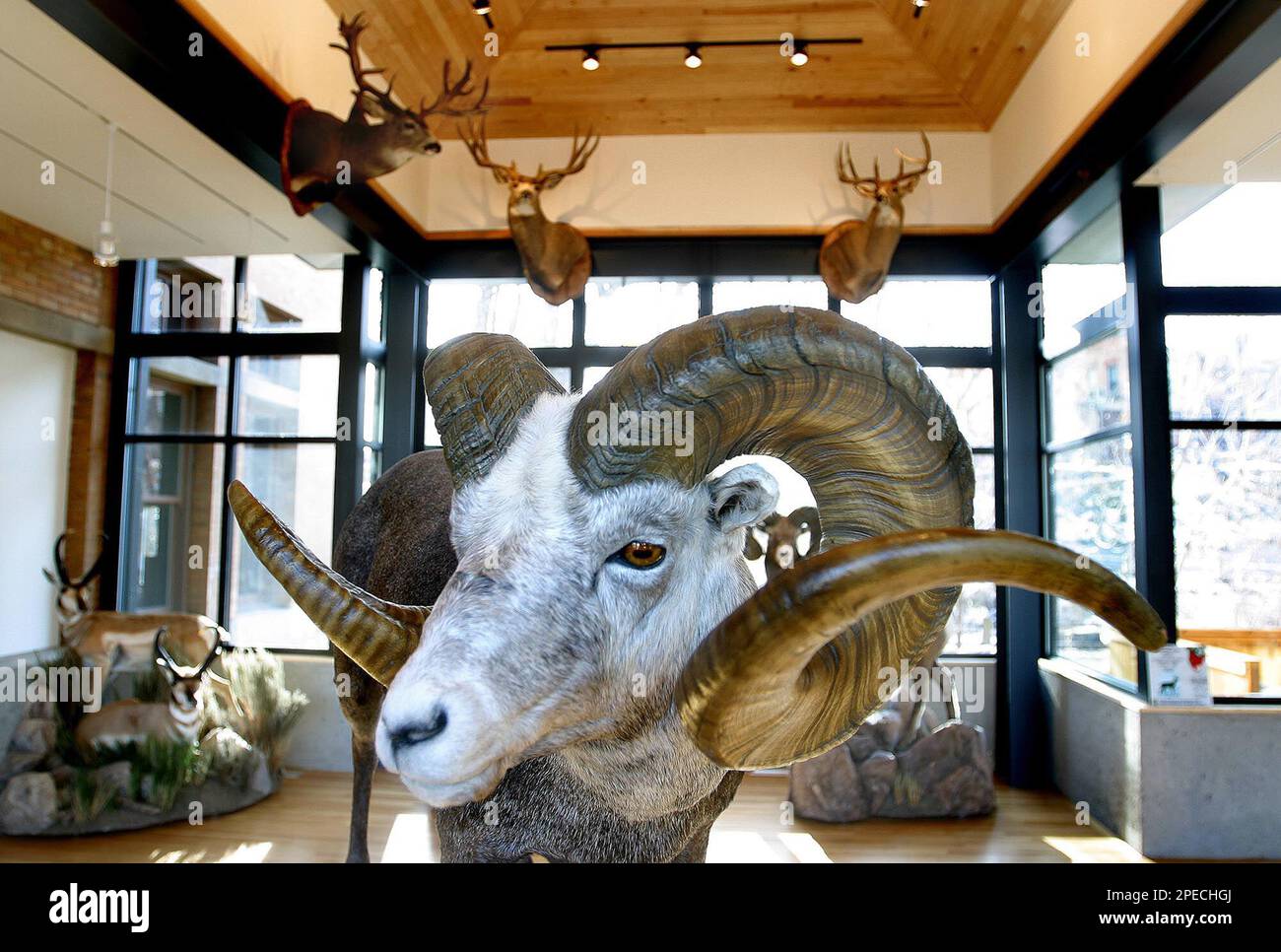 ** ADVANCE FOR SUNDAY FEB. 27 ** Mounted trophies, including the ...