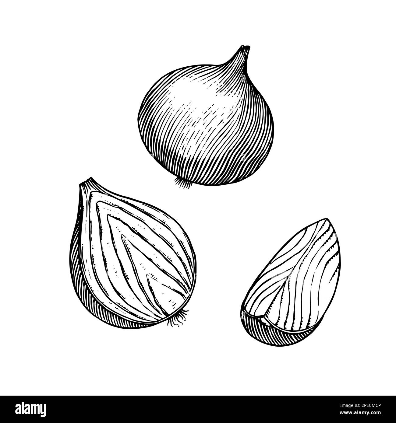 Onion bulb, Half cutout slice and rings. Hand drawn with ink in vintage ...