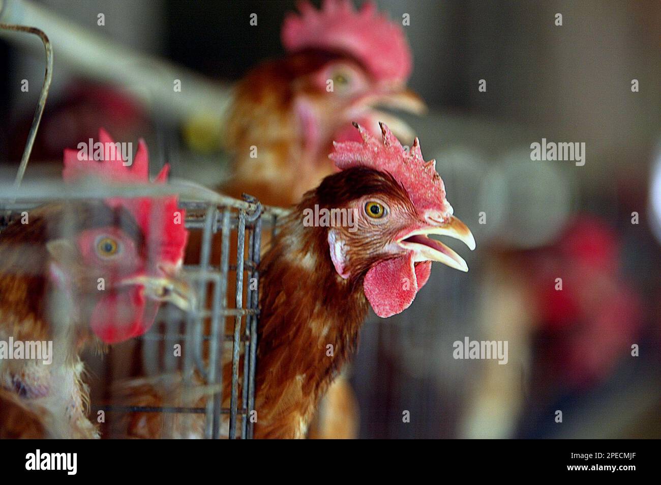 Rows of chickens at a farm in Long An province in the Mekong Delta in ...