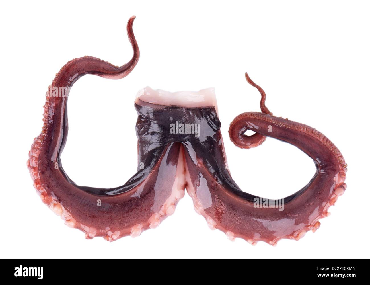Squid tentacles isolated on white background. Fresh raw gigant squid ...