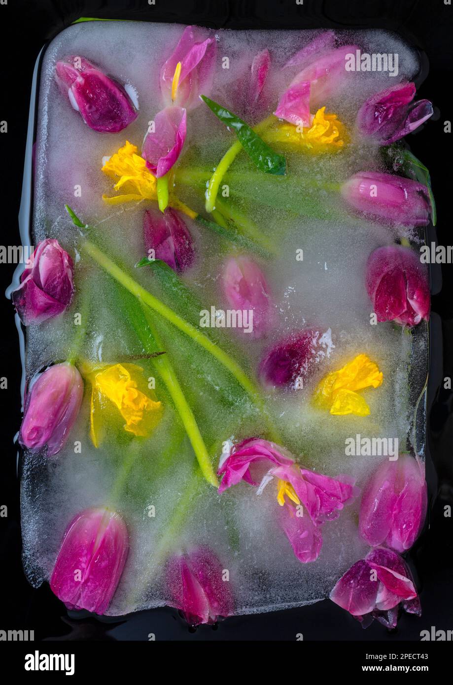 Frozen tulips hi-res stock photography and images - Alamy