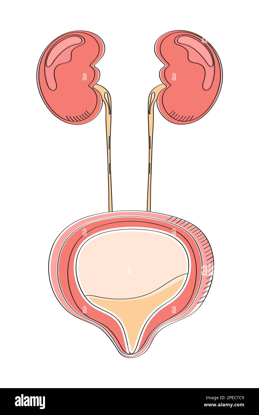 Urinary bladder icon in doodle style. Cystitis, urolithiasis ...