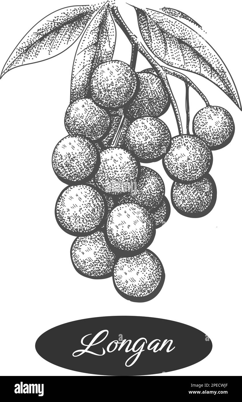 Longan tree illustration Stock Vector Images - Alamy