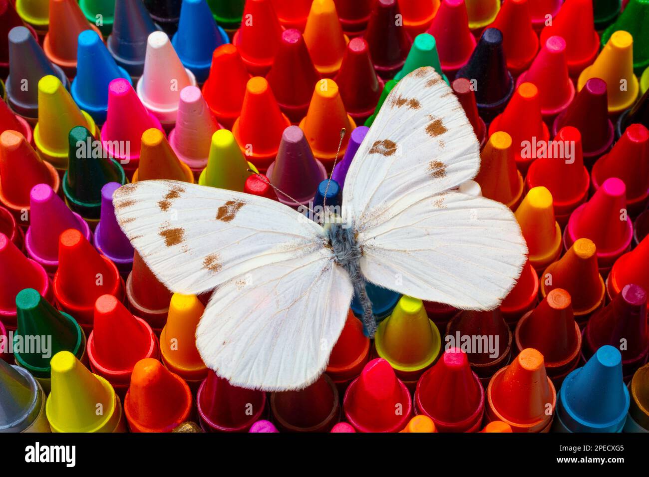 White Butterfly On Colorful Crayons Still Life Stock Photo - Alamy